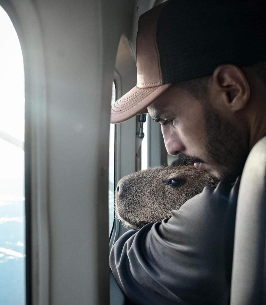 Influenciador entrega capivara 'Filó' ao Ibama após luta de nove dias ...